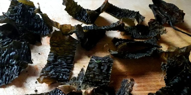 Sugar kelp: What is it and how to use it? - Orchards Near Me