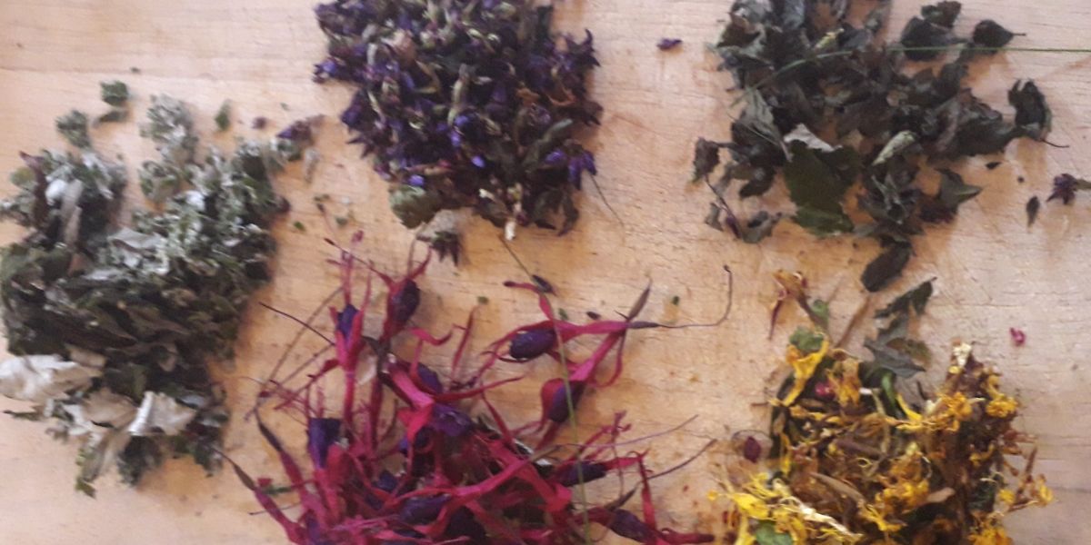 Foraging for Wild Tea Flavours - Orchards Near Me